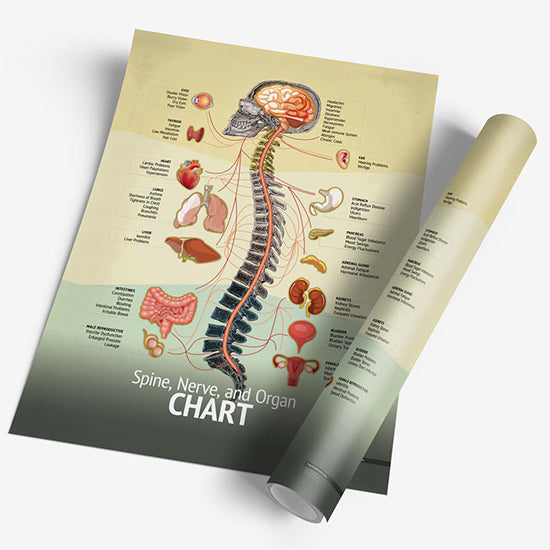 Chiropractic "Spine Chart" Spine, Organ, Nerve Chart / Poster ...